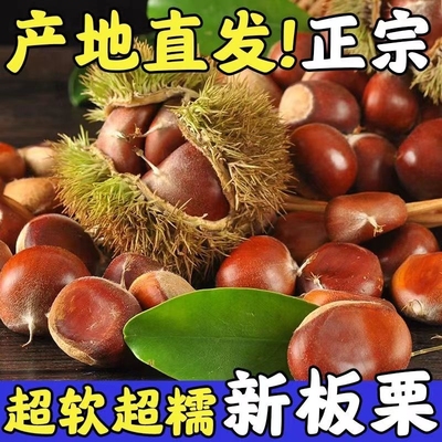 板栗生新鲜菜板栗辽宁丹东应季生板栗板粟毛栗子5斤现摘栗子板栗