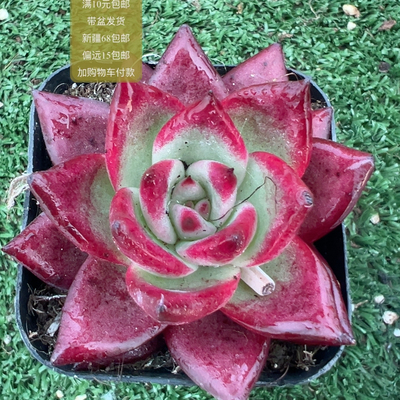 罗卡【加购物车付款满10元包邮】