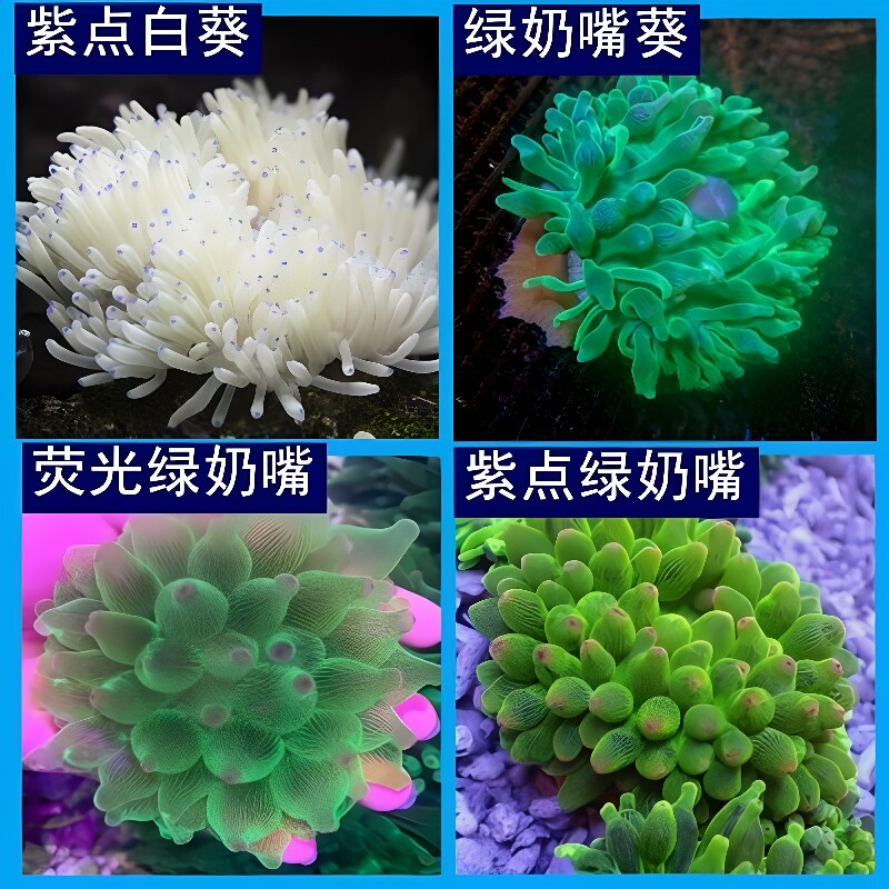 奶嘴海葵珊瑚红奶嘴杯紫点白海葵公主海葵荧光绿地毯小丑鱼海葵