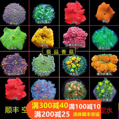 珊瑚水族红香菇软体珊瑚颜色漂亮