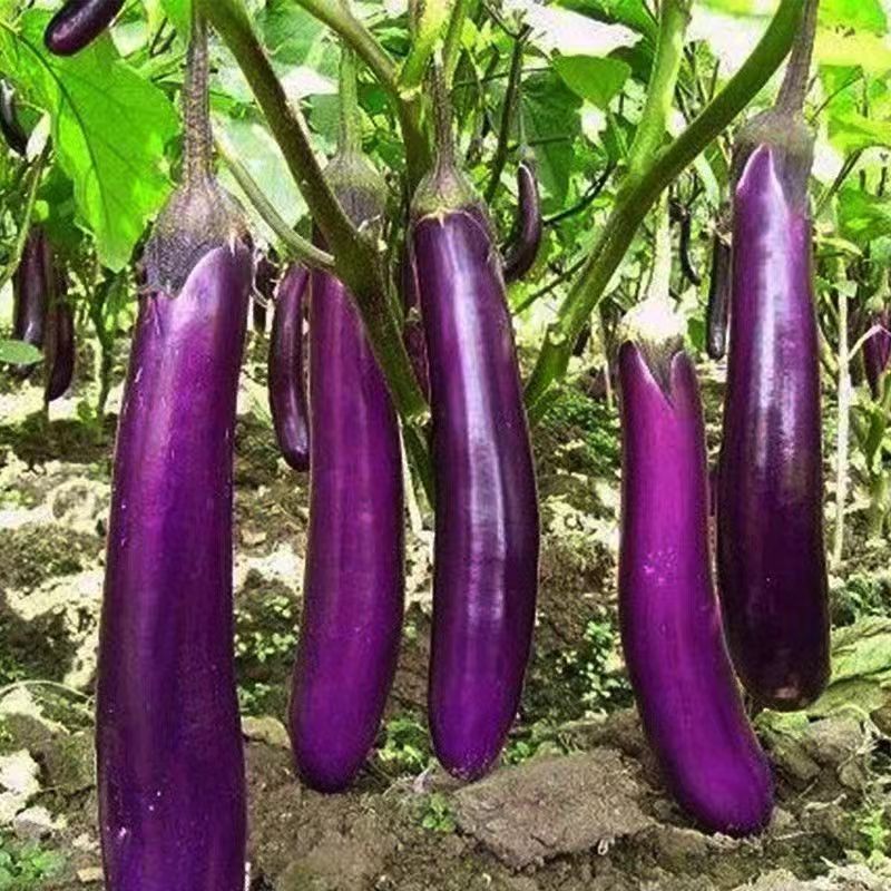陕西新鲜紫茄子长茄现摘现发农家蔬菜大田种植肉厚细腻烧烤红烧