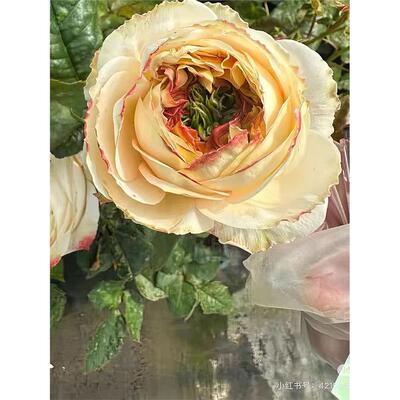 一百亩花田 胭脂印象 Blush x pression 厄瓜多尔超新品月季花苗