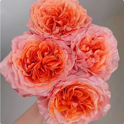 特别情歌月季 厄瓜多尔 灌木大花 切花玫瑰 粉色/杏黄色 直立抗病