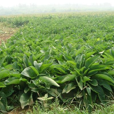 鲁梅克斯种子 多年生四季常青南北方牧草籽猪牛羊鸡鸭鹅包邮