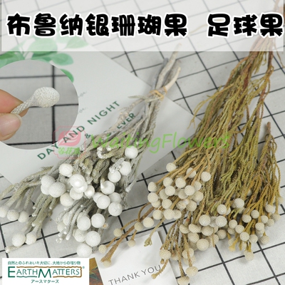 原色足球果银珊瑚布鲁纳干花配材