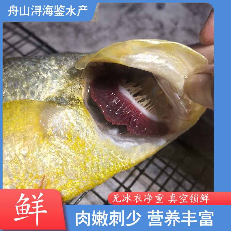 舟山养殖新鲜冷冻大小黄鱼黄花鱼深海捕黄鱼海鲜水产整箱商用批发