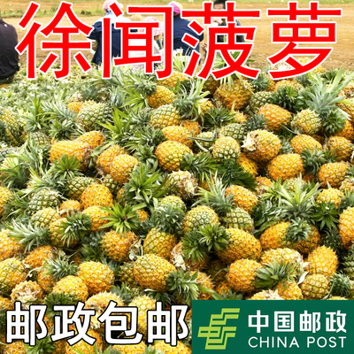 正宗徐闻香水菠萝现摘现发