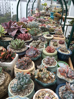 蜜糖店铺加购物车专拍