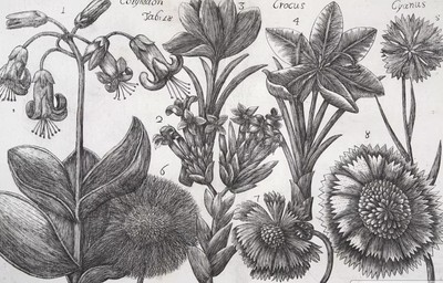 C186【意大利】Filippo Arena 植物花卉单色版画美术素材网传图库