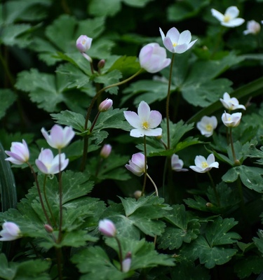 耐寒多年生林荫鹅掌草盆栽苗