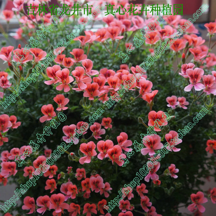 真心花卉 盆栽阳台 庭院当年开花天竺葵 天使之眼   营养钵苗