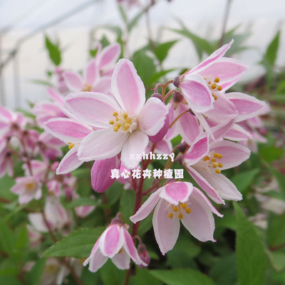 真心花卉溲疏雪樱花耐寒灌木