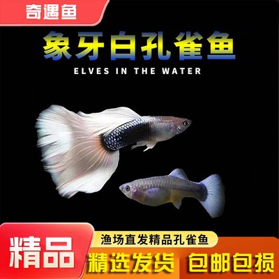 孔雀鱼纯种观赏鱼小型淡水好养