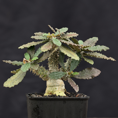 毛叶麒麟好养块根潮流块根