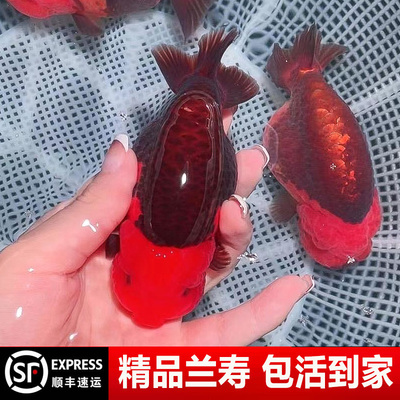 兰寿金鱼奶牛熊猫波妞玉兔精品幼苗冷水麒麟热带潘氏小尾鱼苗玉面