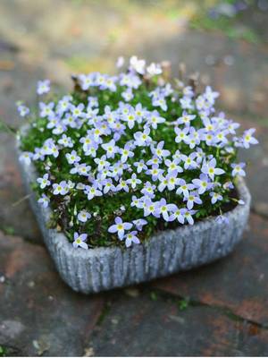 鲁庭院小花匠*北美耳草*耐寒多年生*迷你盆栽*花期长*小清新耐热