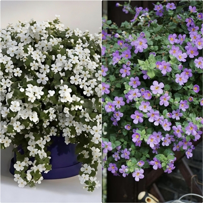 浙庭院小花匠*单瓣百可花*半耐寒多年生*组盆寄植*花期长假马齿苋