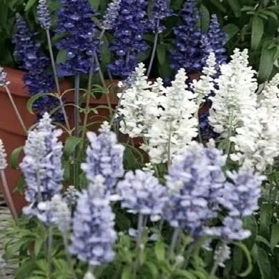 浙庭院小花匠*萨利芳鼠尾草*半耐寒多年生*耐热花期长*低维护线条