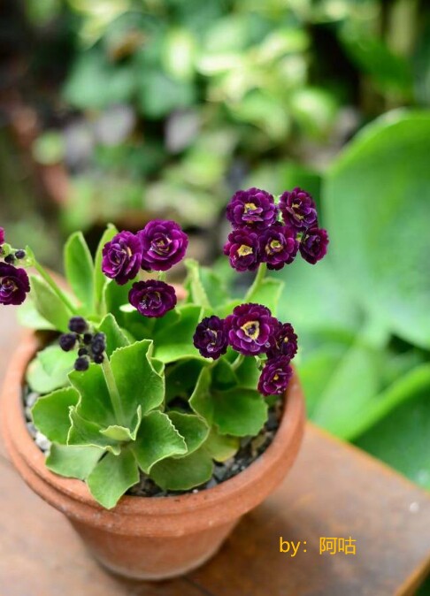 鲁庭院小花匠*耳叶报春“紫黑重瓣”耐寒多年生*杂货风小盆栽芳香