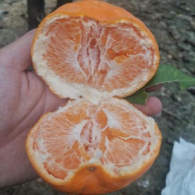 2026.1月底见  四川眉山耙耙柑产地自家果园晚熟柑橘新鲜应季水果