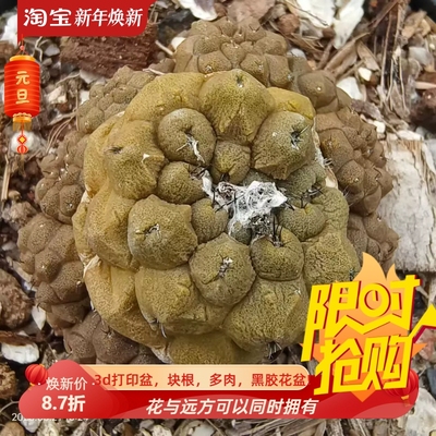 蜥蜴皮 实生龙爪属 欧系实生输入仙人球室内盆栽多肉一物一拍8/23