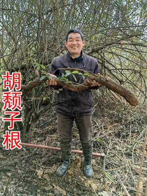 江西农家山货胡颓子根