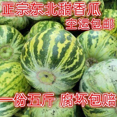 东北现摘香瓜新鲜水果大地香瓜
