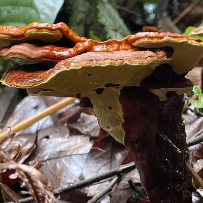 云南深山野生赤灵芝高山原生态整朵切片煲汤泡酒泡茶天然滋补干货