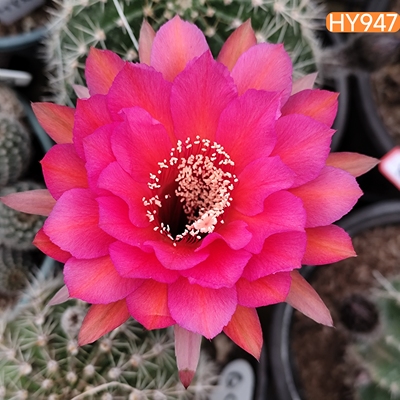 HY947胭脂红彩草S517F仙人球A819一物一拍包对版