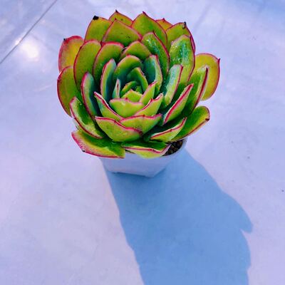 多肉植物晨露送盆5到6厘米左右