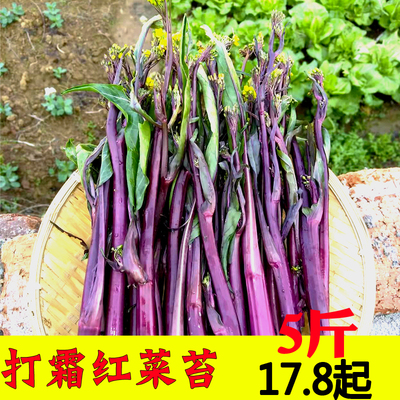 湖南红菜苔新鲜农家自种紫菜苔嫩菜心时令蔬菜打霜菜青菜4斤包邮