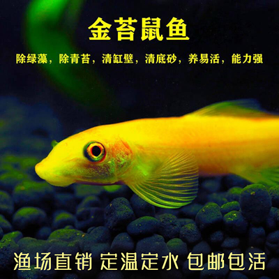 大号金苔鼠清道夫除藻吃粪鱼缸