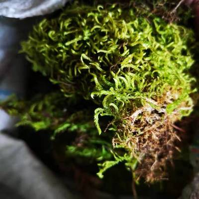 现采鲜活苔藓 盆景铺面微景观假山青苔草皮迷你植物苔藓微景观DIY