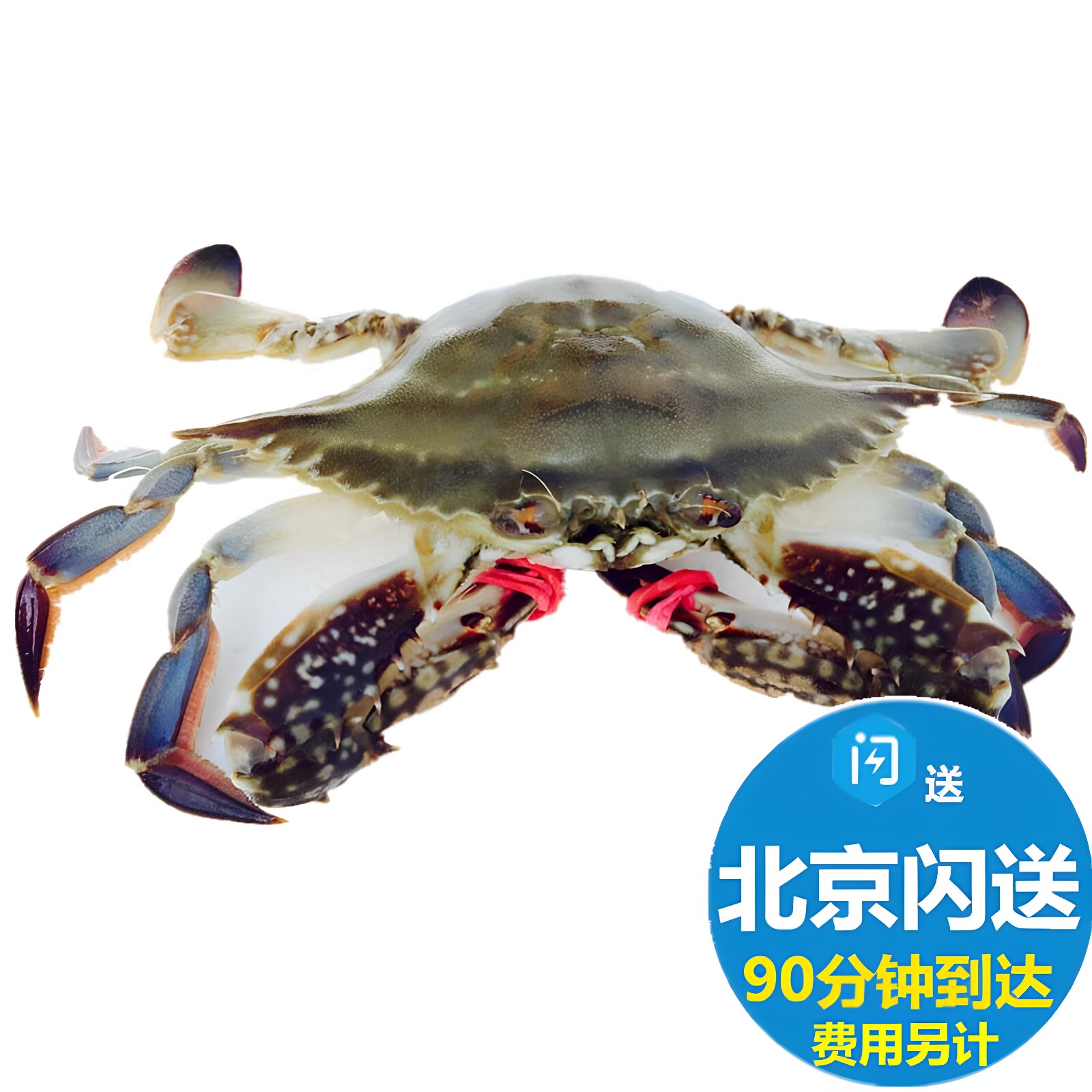 【保鲜不保活】梭子蟹 大连飞蟹公母海螃蟹花盖蟹4-5两按只