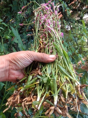 苗药盘龙参干货贵州中草药材草药