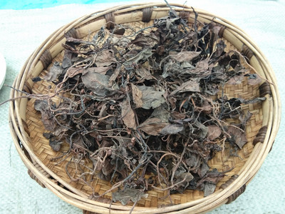 野生鹿衔草中药材贵州紫背鹿含草