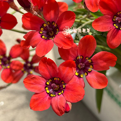 26.6月发货 杂交红雅致魔杖种球   小球根  多年生种球 春天开花