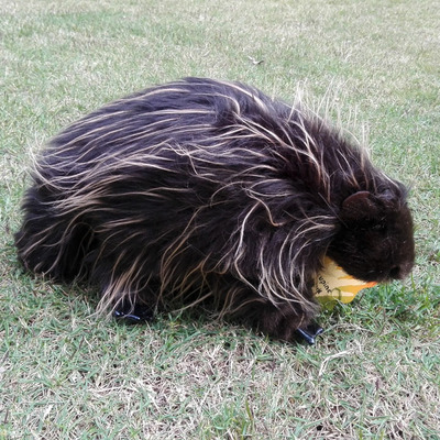 瑕疵特价~Folkmanis豪猪手偶仿真动物毛绒玩具公仔布娃娃亲子礼物