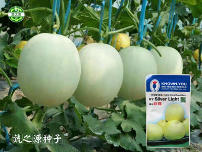 甜瓜种子香瓜种子甜早熟台湾农友银辉甜瓜种子薄皮超甜正品