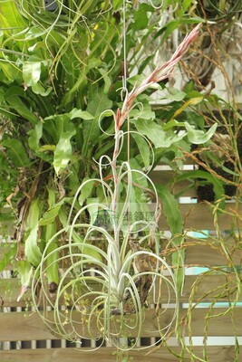 展 空凤T.exserta x capitata v.domingensis常年发色喷泉x多名戈