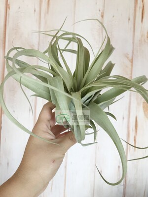 展示 空气凤梨 Tillandsia Capitata Giant White Large卡比巨白