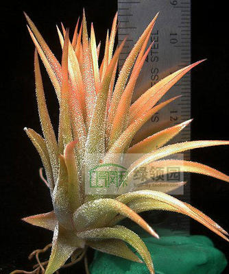 展示 空气凤梨 Tillandsia Ionantha Peach 水蜜桃精灵