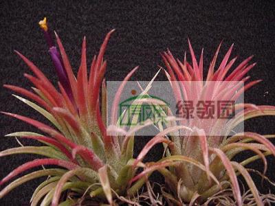 展示 空气凤梨 T. ionantha 'Mexican Select' 精灵新品种