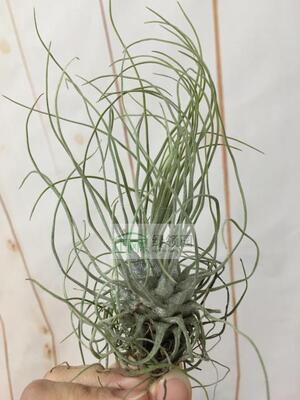 展示 空气凤梨 Tillandsia Caballosensis 小怪物