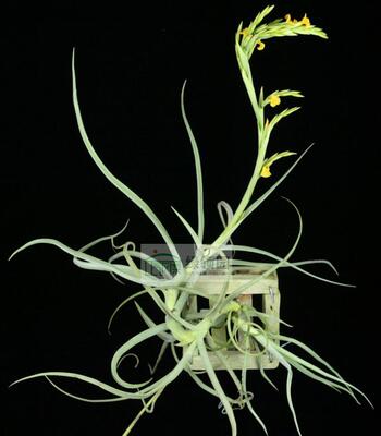 名贵杂交品种空气凤梨