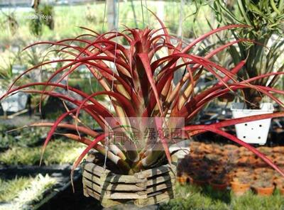 展示 空气凤梨 Tillandsia capitata 'Roja'卡比塔塔柔迦特大号