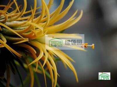 空气凤梨-展示 Tillandsia ionantha 'Druid' 黄精灵-雨林版