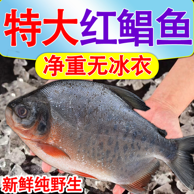 红鲳鱼鲳鱼平鱼新鲜活鱼速冻特大整条净重无冰衣商用鲳鱼红鱼大鱼