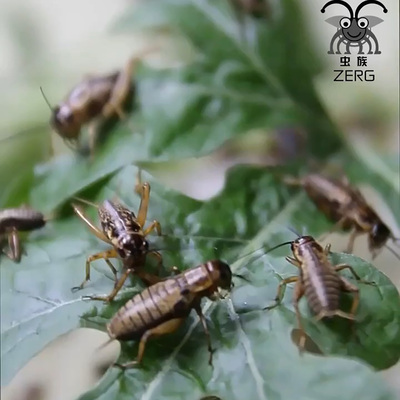 虫族蟋蟀油葫芦蟋蟀精品高活力