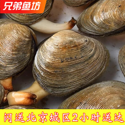 鲜活天鹅蛋水产海鲜贝类